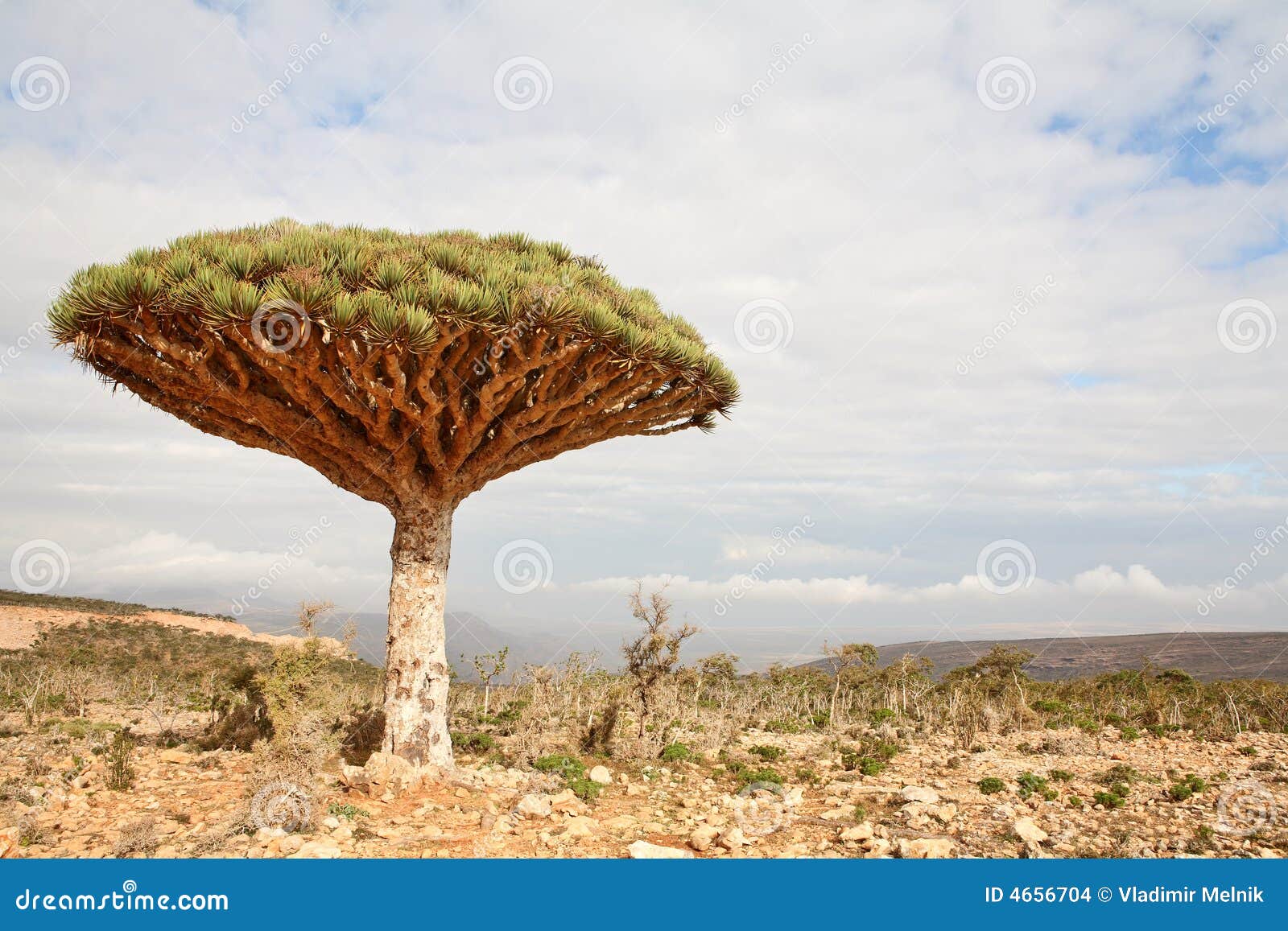 Dragon Tree Royalty-Free Stock Image | CartoonDealer.com #49399822