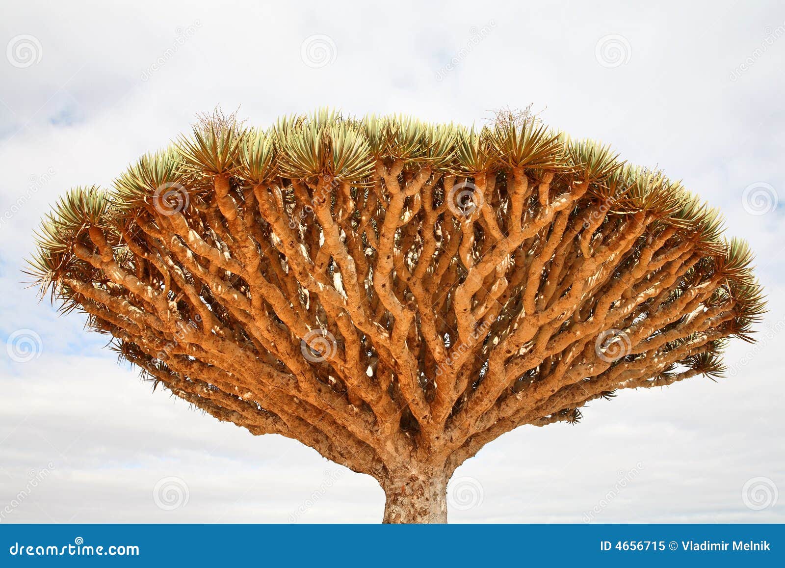 Dragon Tree Royalty-Free Stock Image | CartoonDealer.com #49399822
