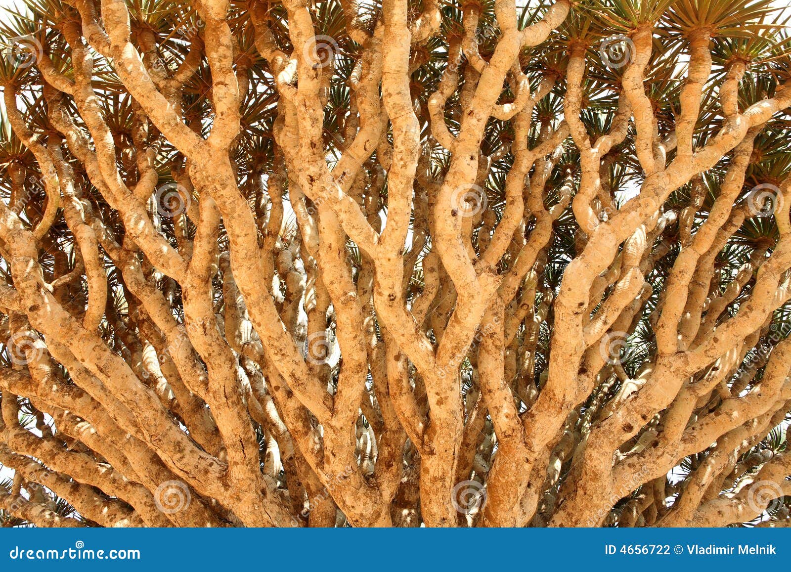 Dragon Tree Skin Texture Royalty-Free Stock Photography | CartoonDealer ...