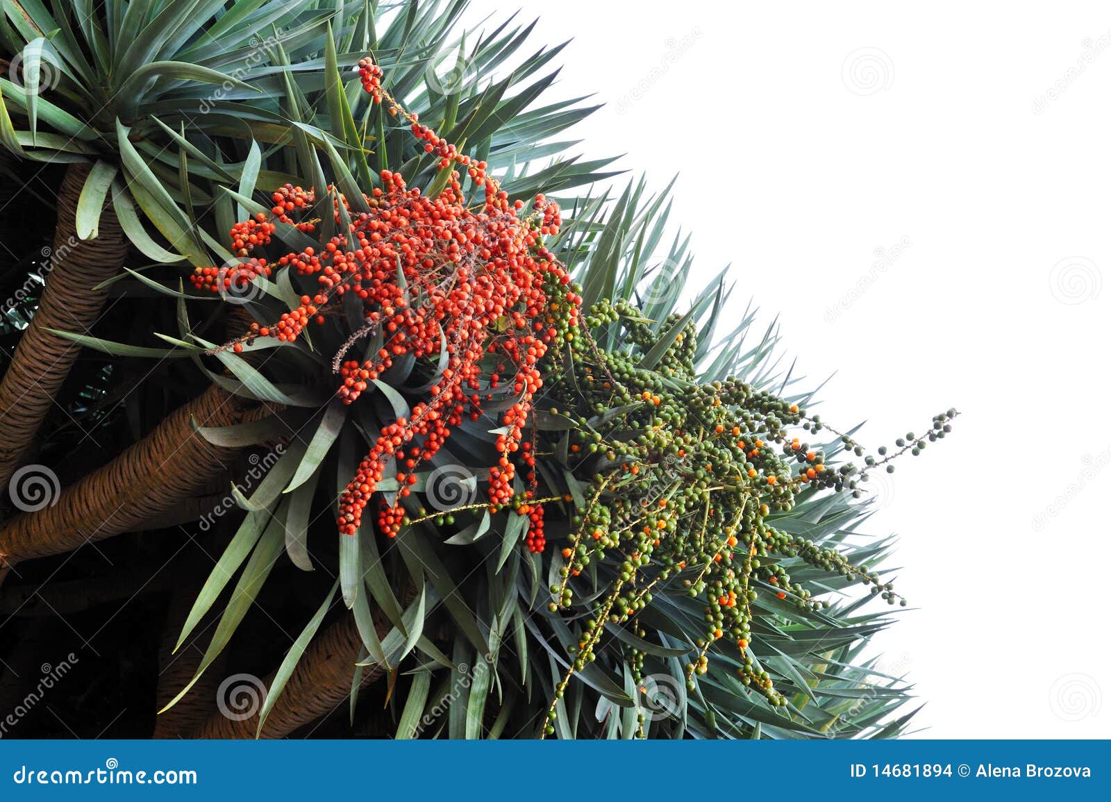 Dracaena Draco( Dragon Tree). Royalty-Free Stock Photography ...
