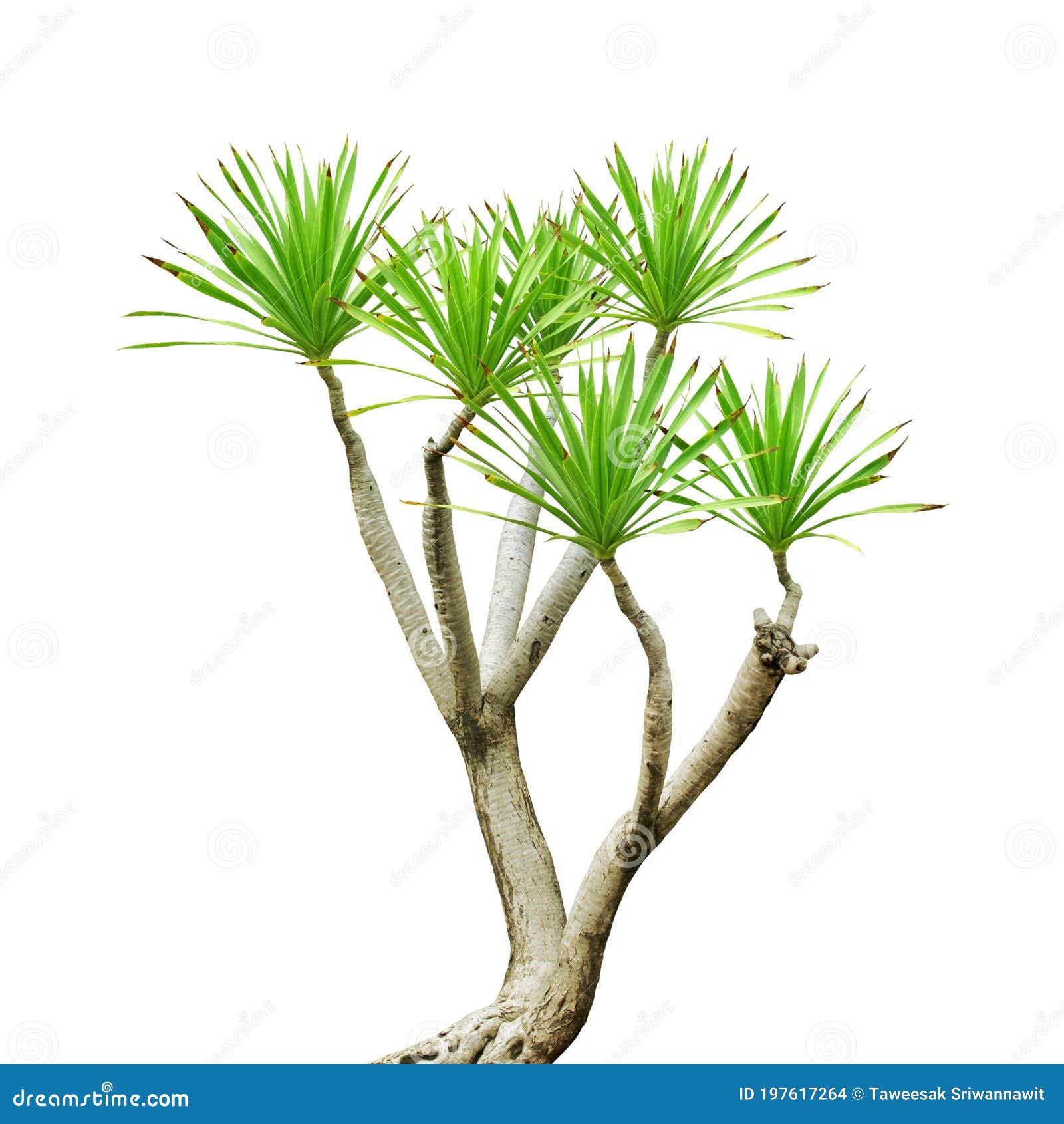 Dragon Tree, Dracaena Plant, Isolated on White Background Stock Photo ...