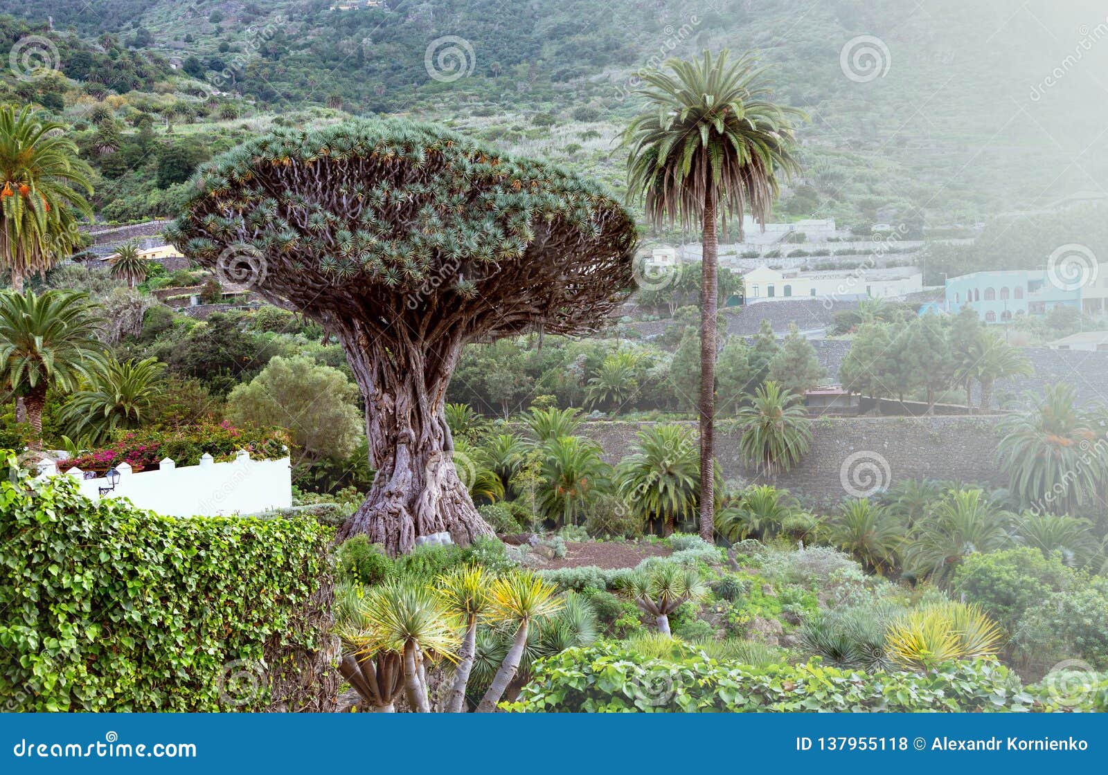 Dragon Tree Drago Milenario Foto de archivo - Imagen de famoso ...