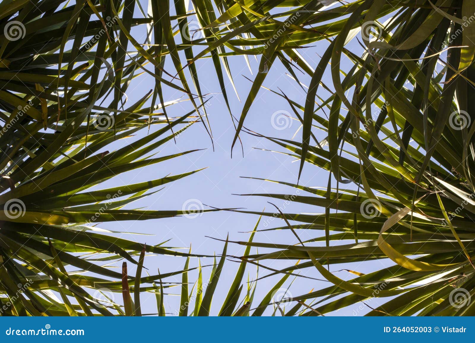 Dragon tree leaves frame stock image. Image of outdoors - 264052003