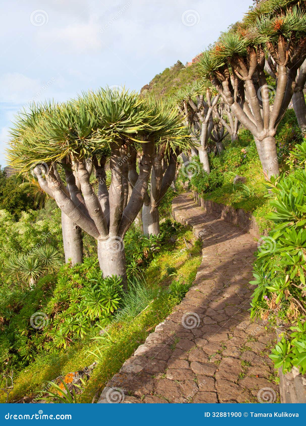 Dragon tree walk stock photo. Image of dracena, garden - 32881900