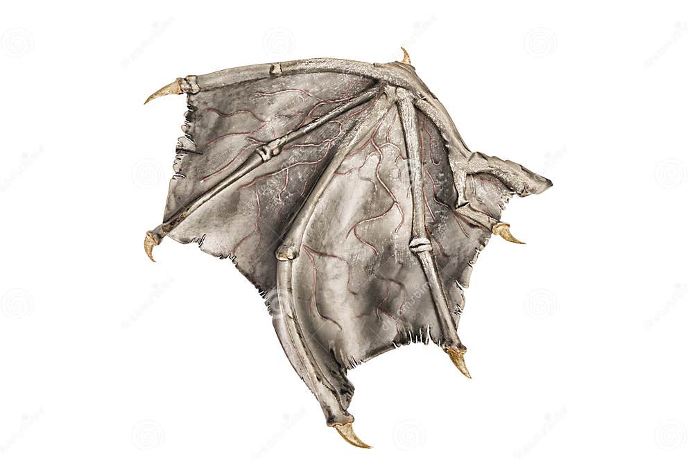 Dragon wing stock photo. Image of animal, large, mythology - 70190904