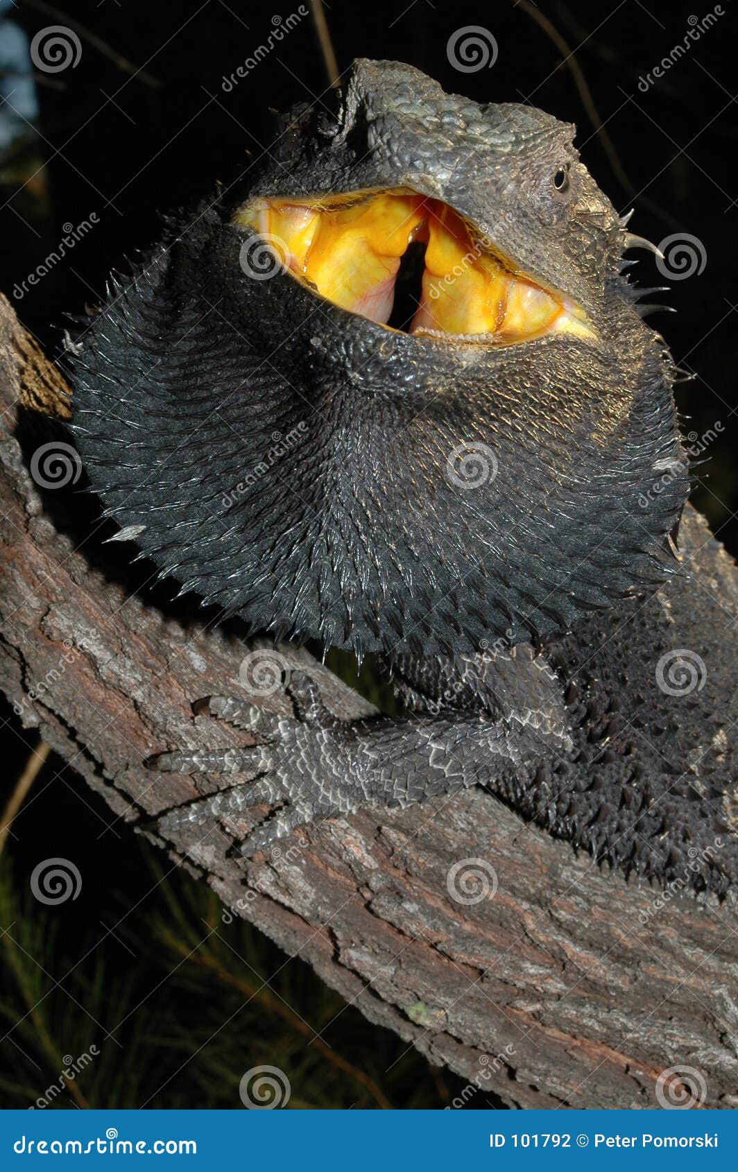 5,798 Common Dragon Stock Photos - Free & Royalty-Free Stock Photos ...