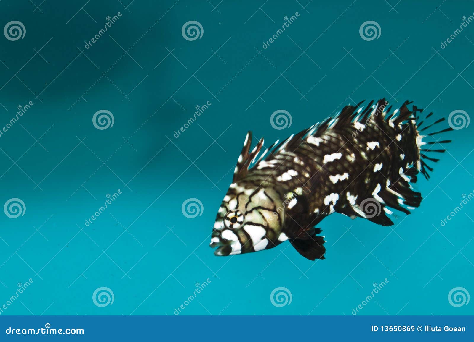 Dragonet Fish in Aquarium stock image. Image of dragonet - 13650869