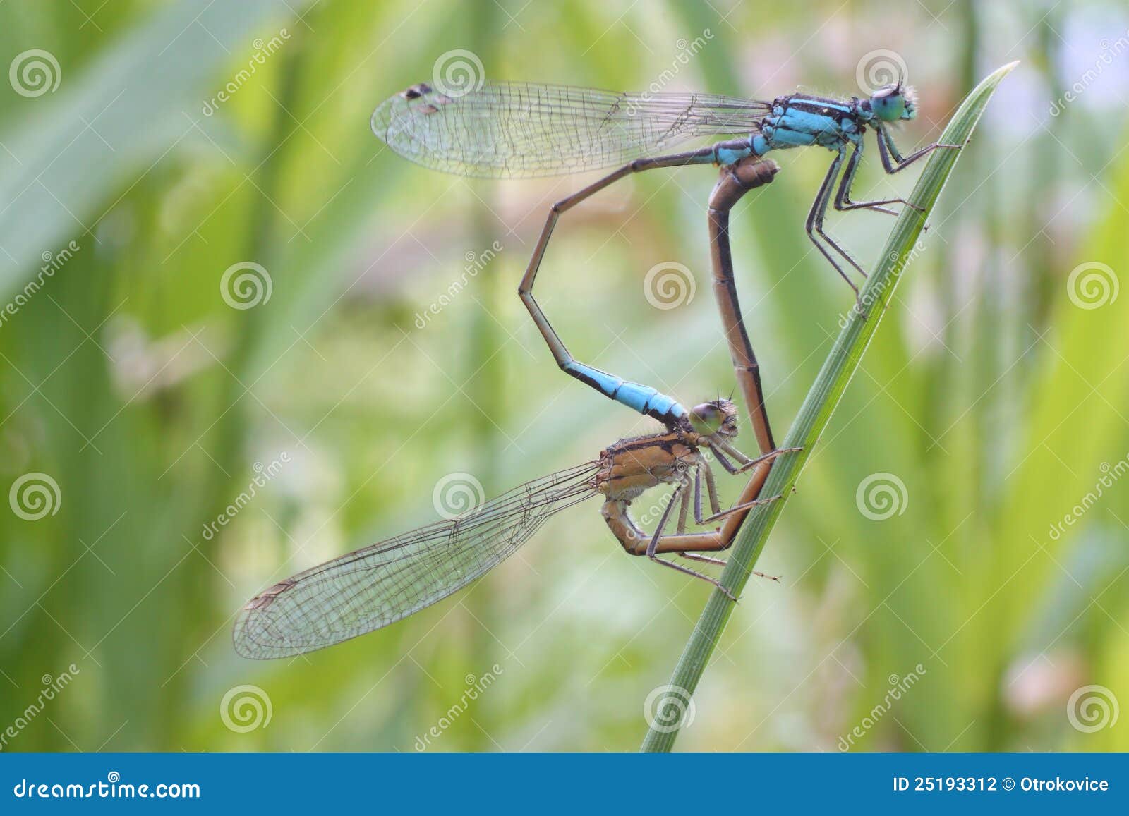 Dragonflies stock photo. Image of dragonfly, spring, blue - 25193312