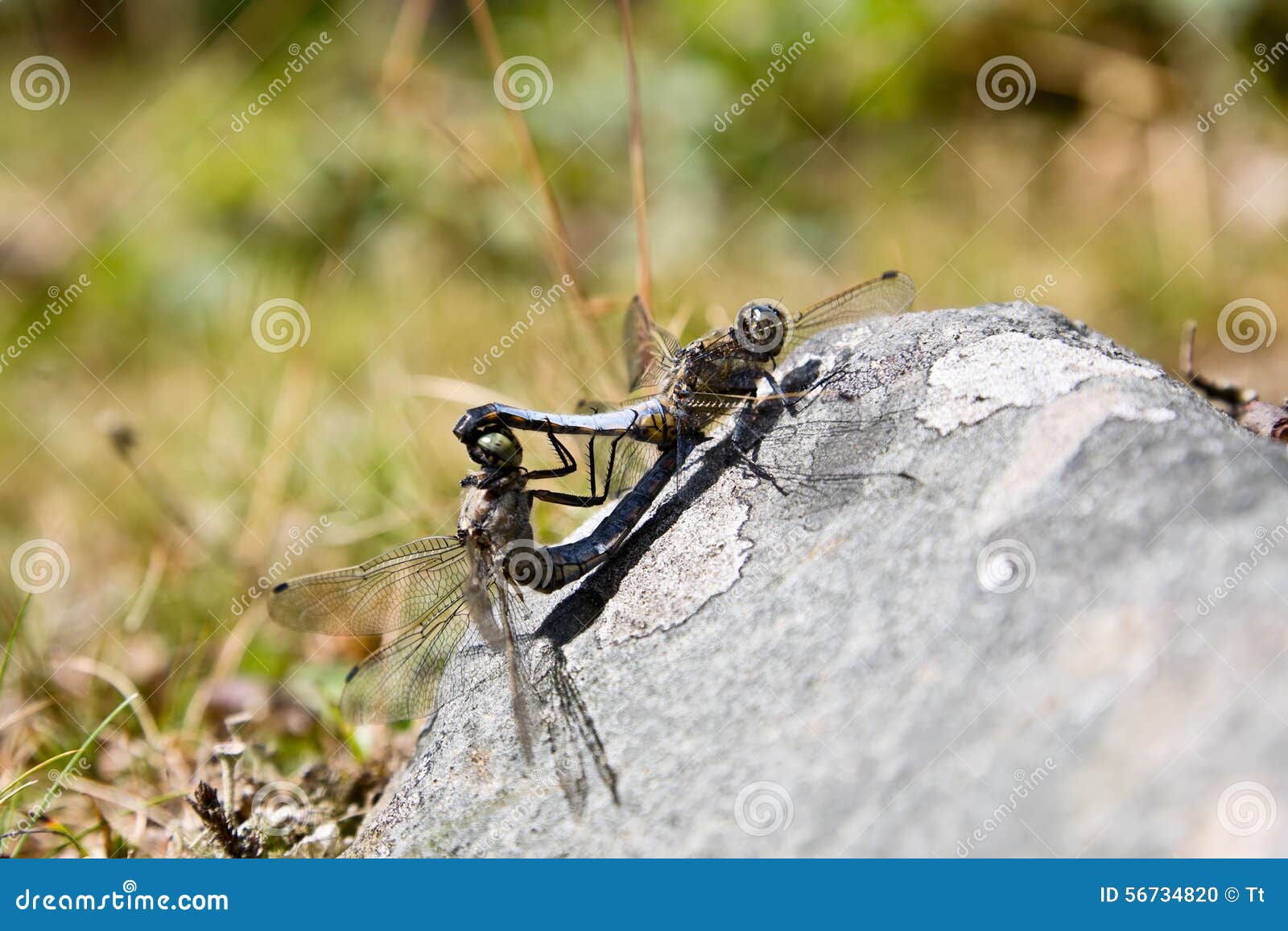 Dragonflies stock photo. Image of outdoor, grassland - 56734820