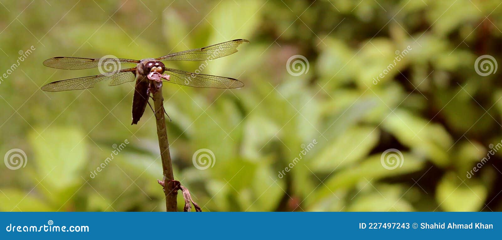 A Dragon Fly on a Tree Stem. Stock Image - Image of stem, dragonflies ...
