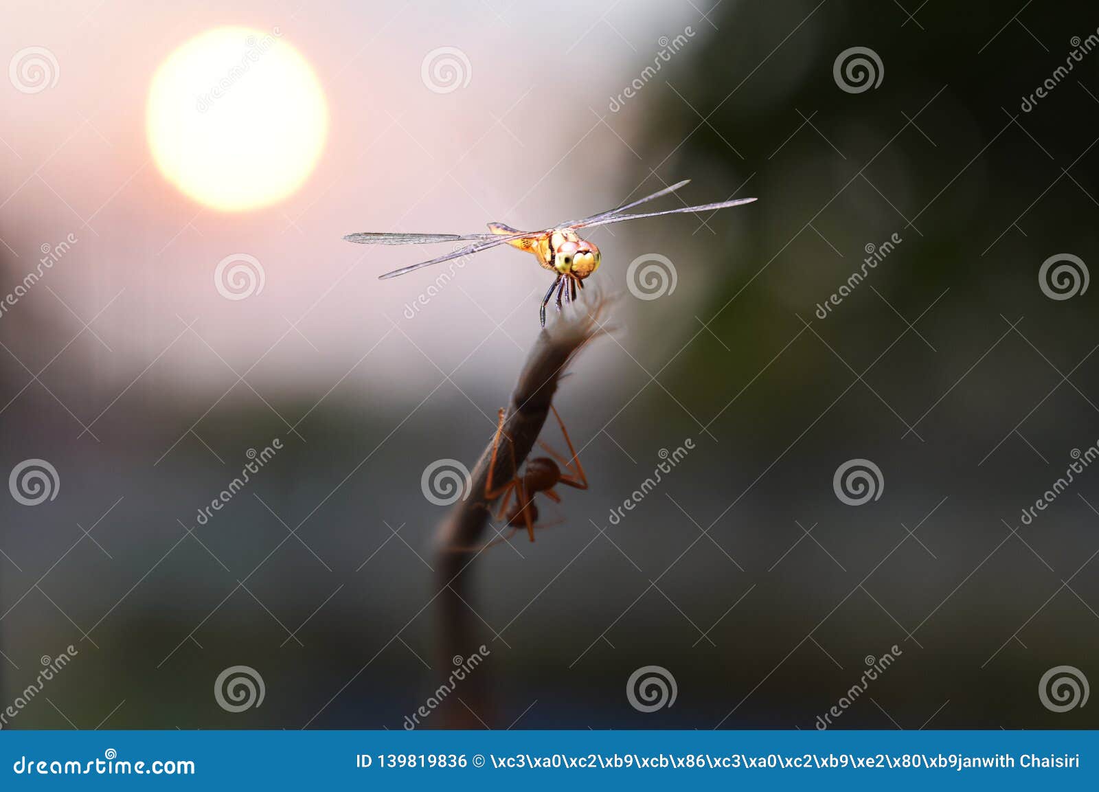 Dragonflies Catch on the Branches when the Sun is Falling. Stock Photo ...