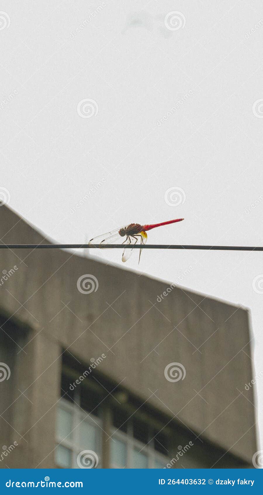 Dragonflies Clinging To Power Lines Stock Photo - Image of wires ...