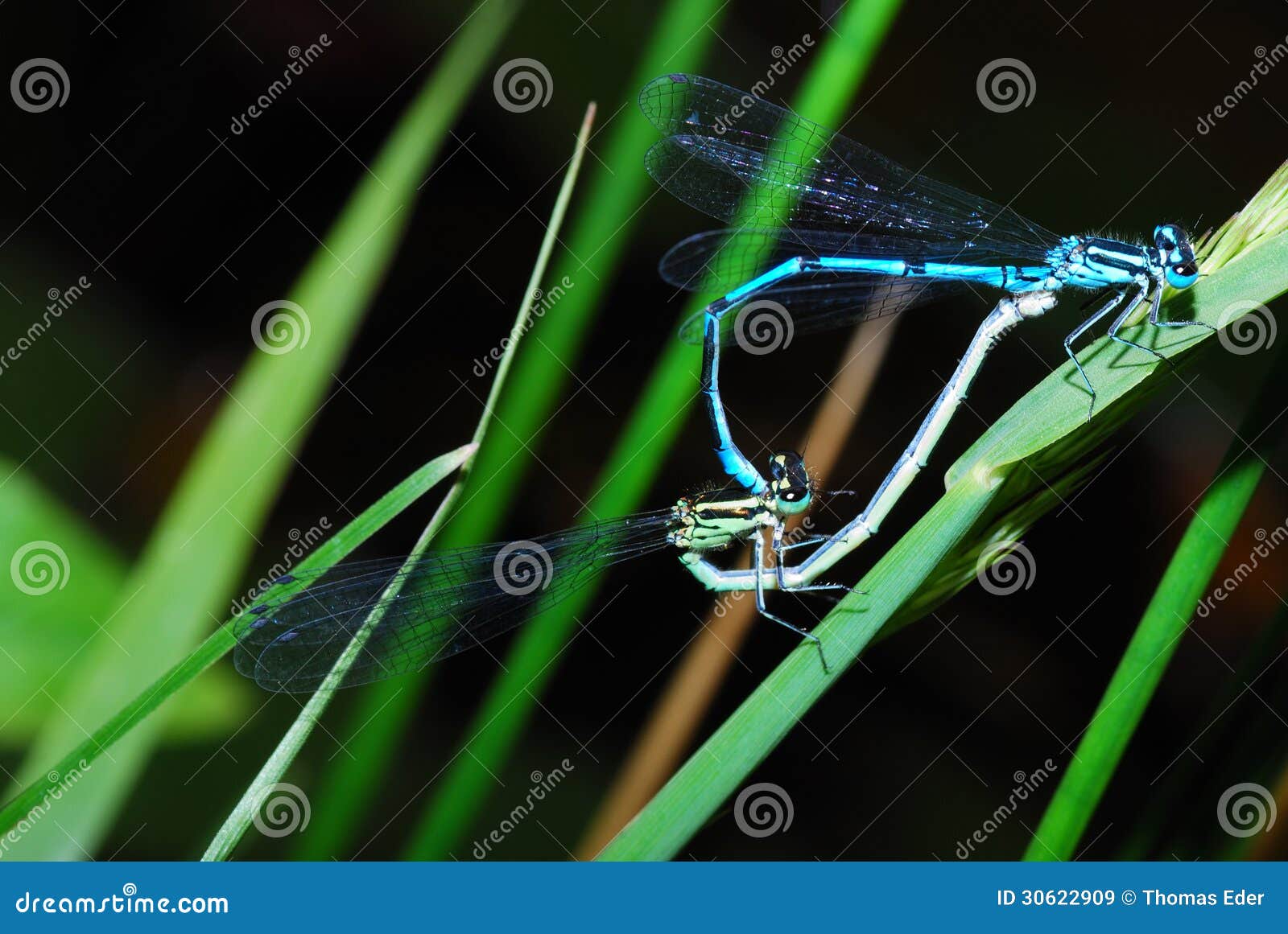 Dragonflies couple stock image. Image of macro, floral - 30622909