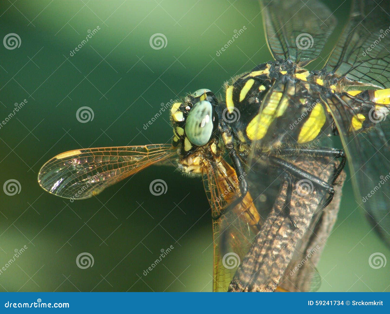 Dragonflies Eat Dragonflies Stock Photo - Image of dragonfly ...