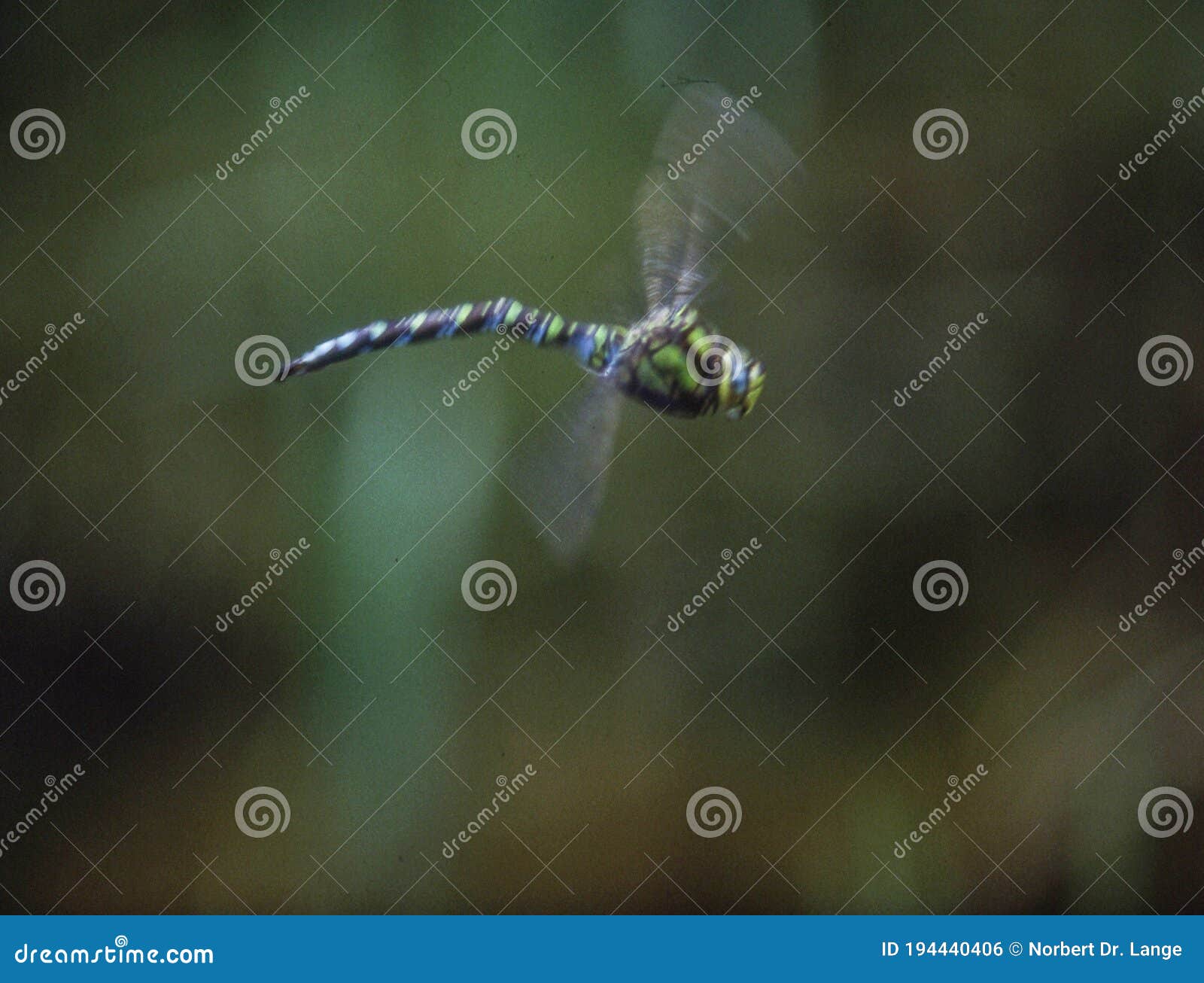 Dragonflies in Flight and Laying Eggs Stock Photo - Image of wings ...