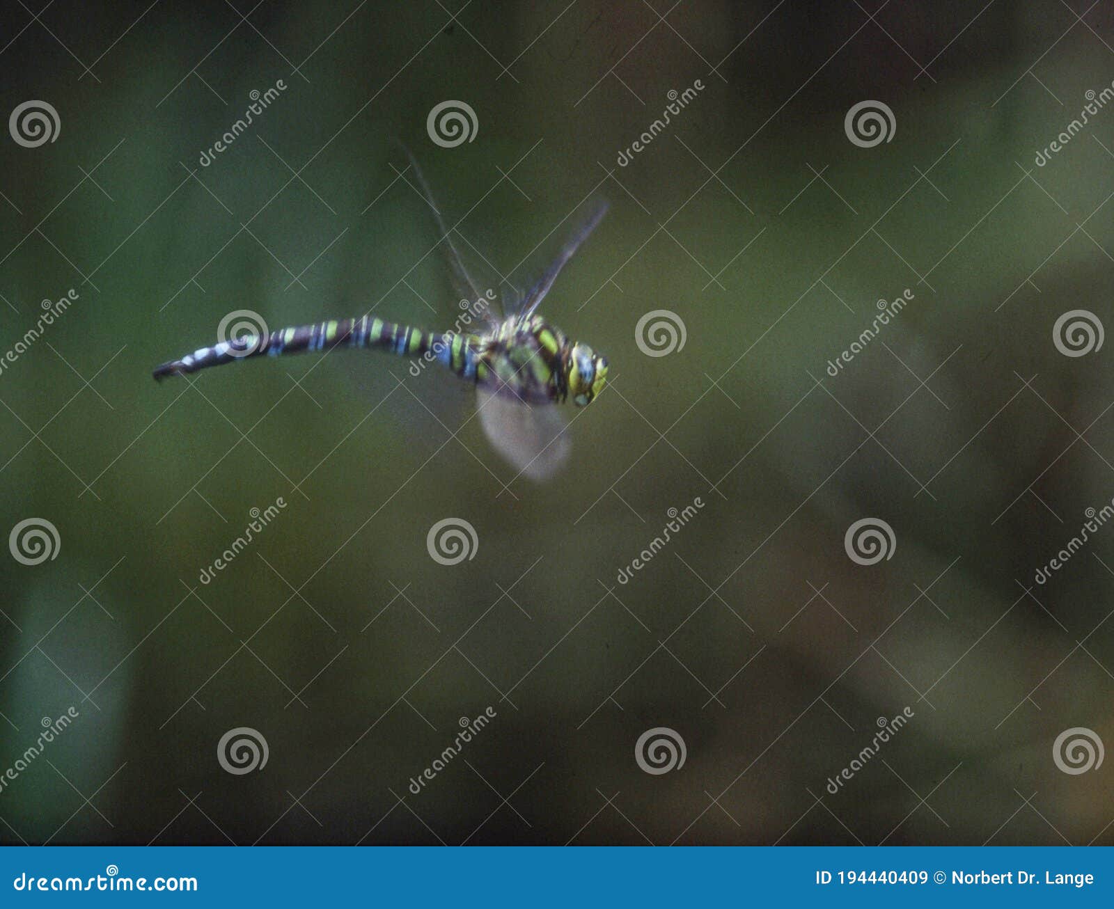 Dragonflies in Flight and Laying Eggs Stock Image - Image of delicate ...