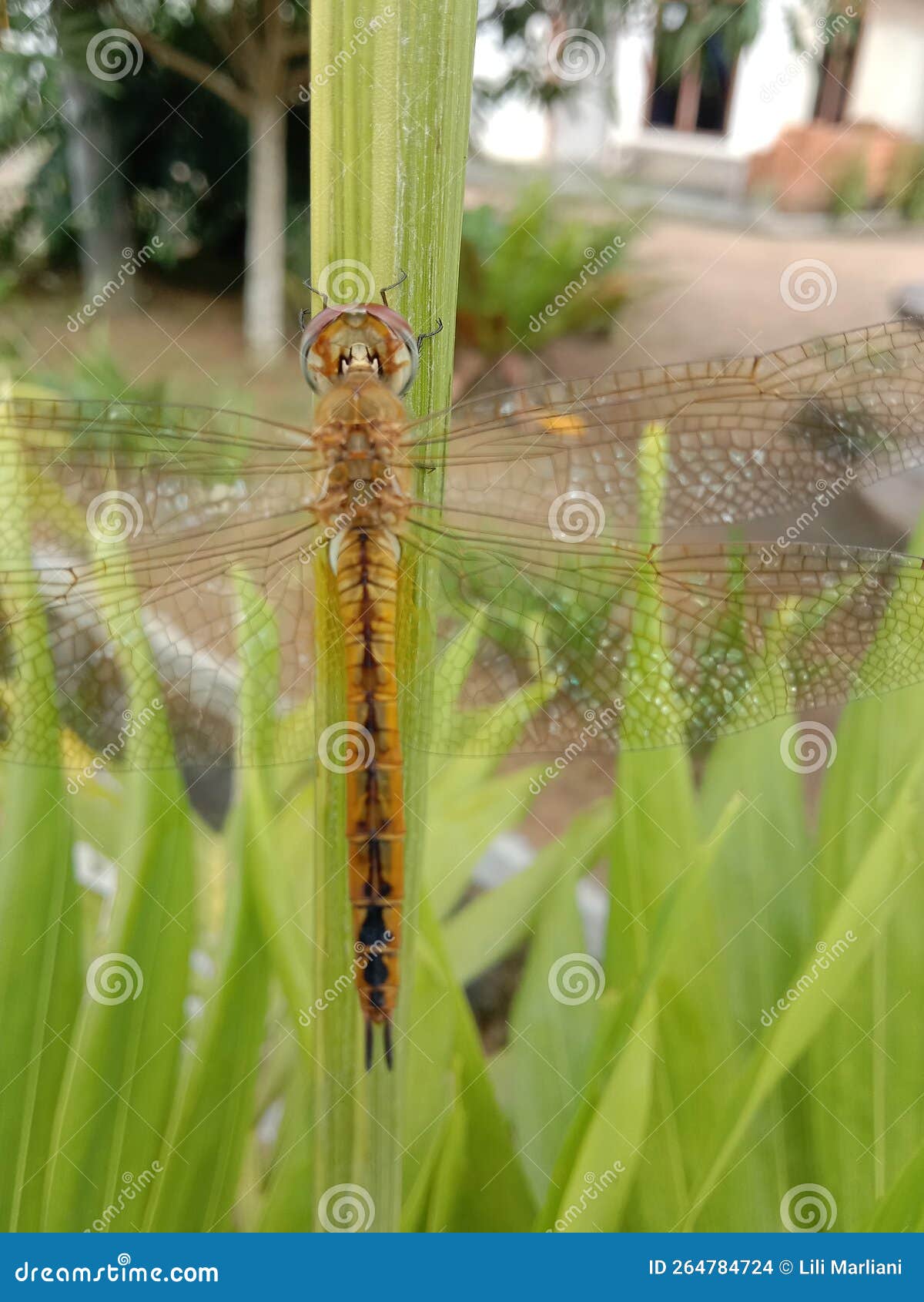 Dragonflies Flying On Beautiful Clear Sky Background Stock Photo ...