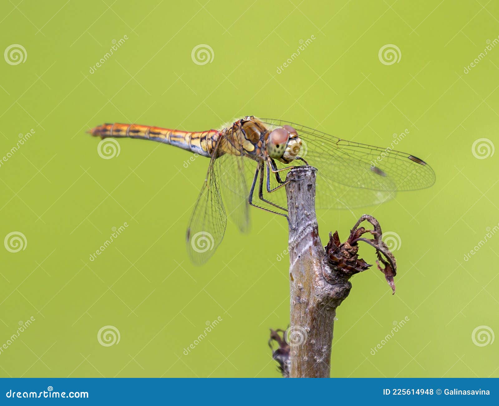 Common Dragonfly Sympetrum Vulgatum. Stock Photo - Image of arthropod ...