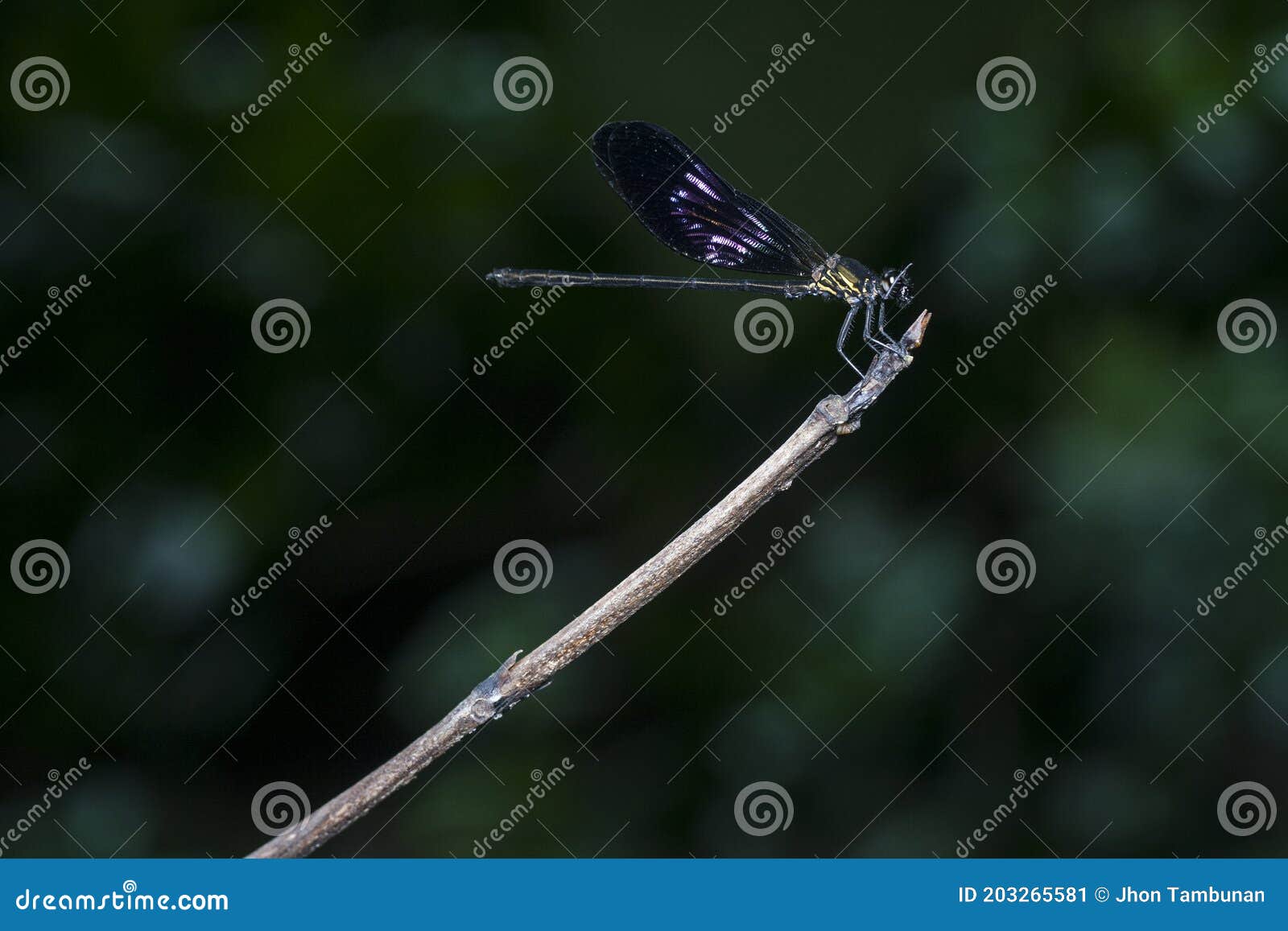 Dragonflies Perching on the Branch Stock Image - Image of damselfly ...