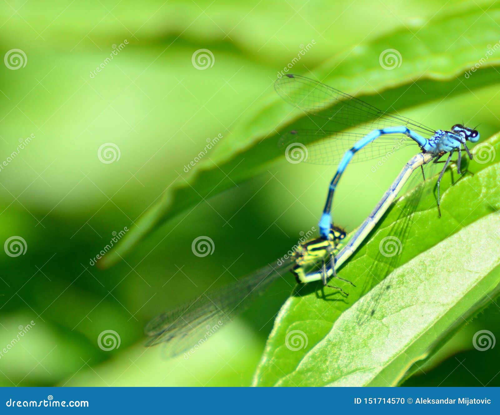 Dragonflies mating stock photo. Image of coupling, couple - 151714570