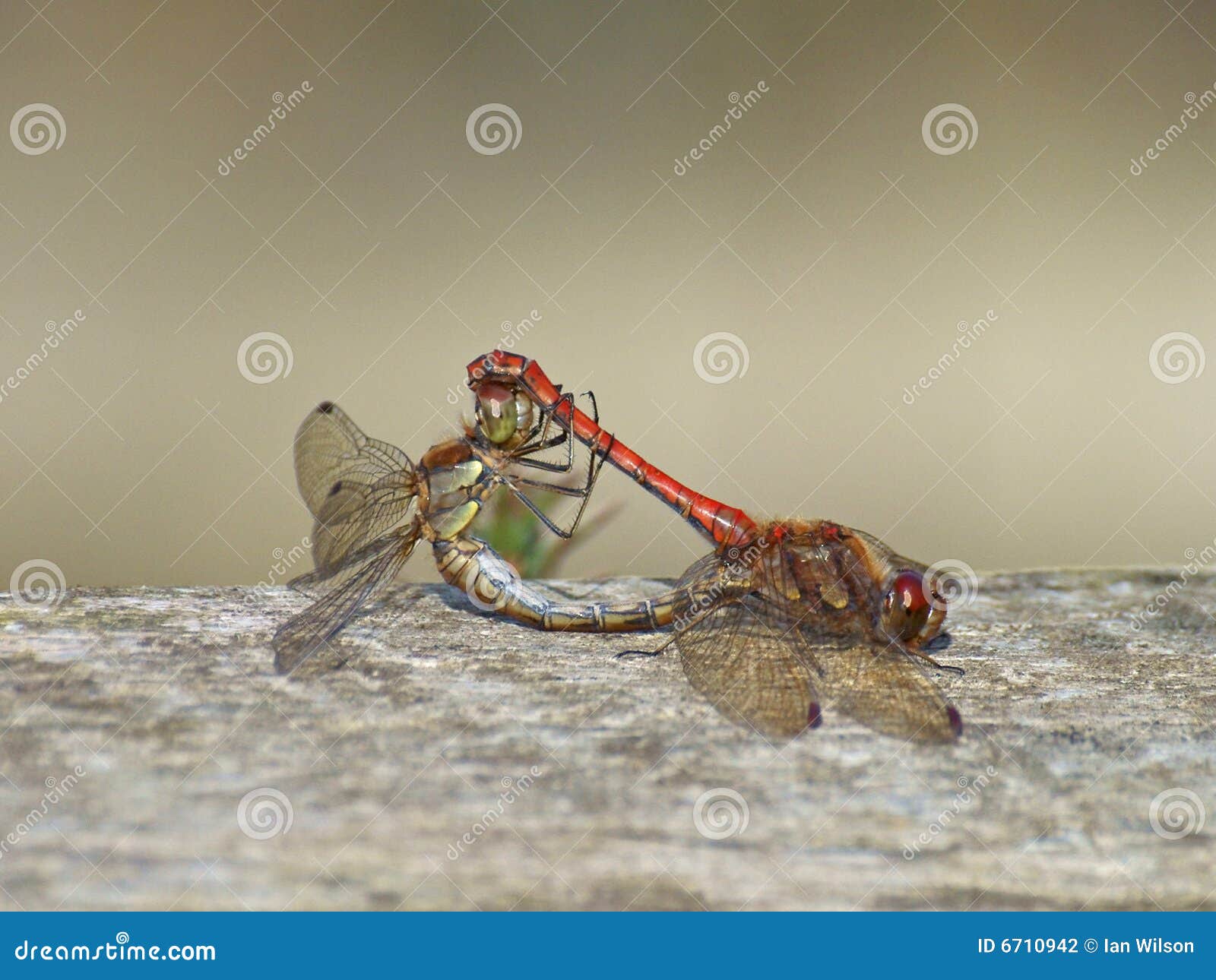 Dragonflies mating stock photo. Image of compound, insect - 6710942