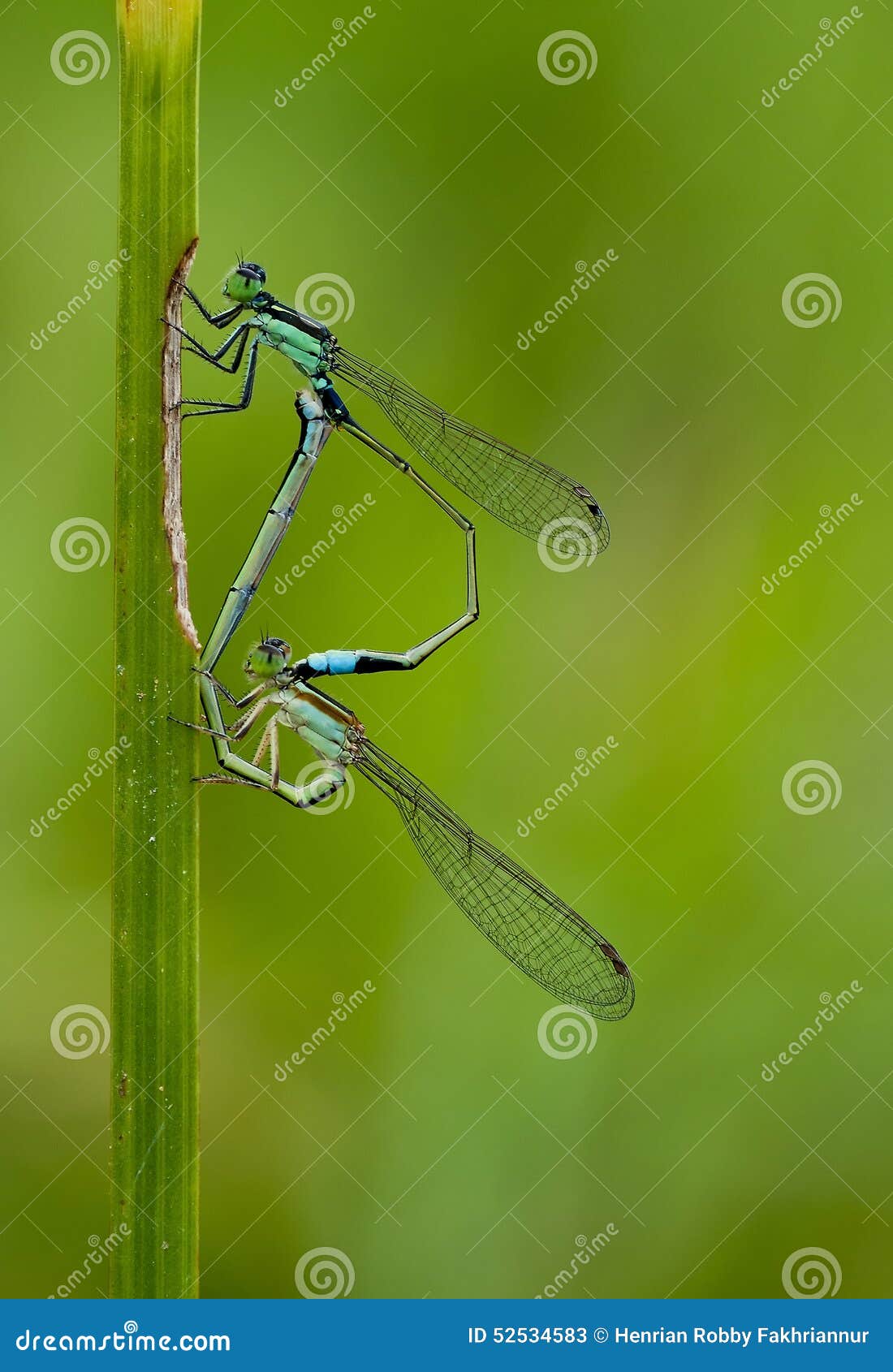 Dragonflies Mating stock image. Image of dragonfly, nature - 52534583