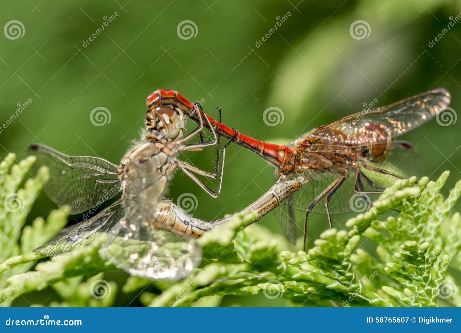 Dragonflies Mating on a Tree Branche Stock Image - Image of mating ...