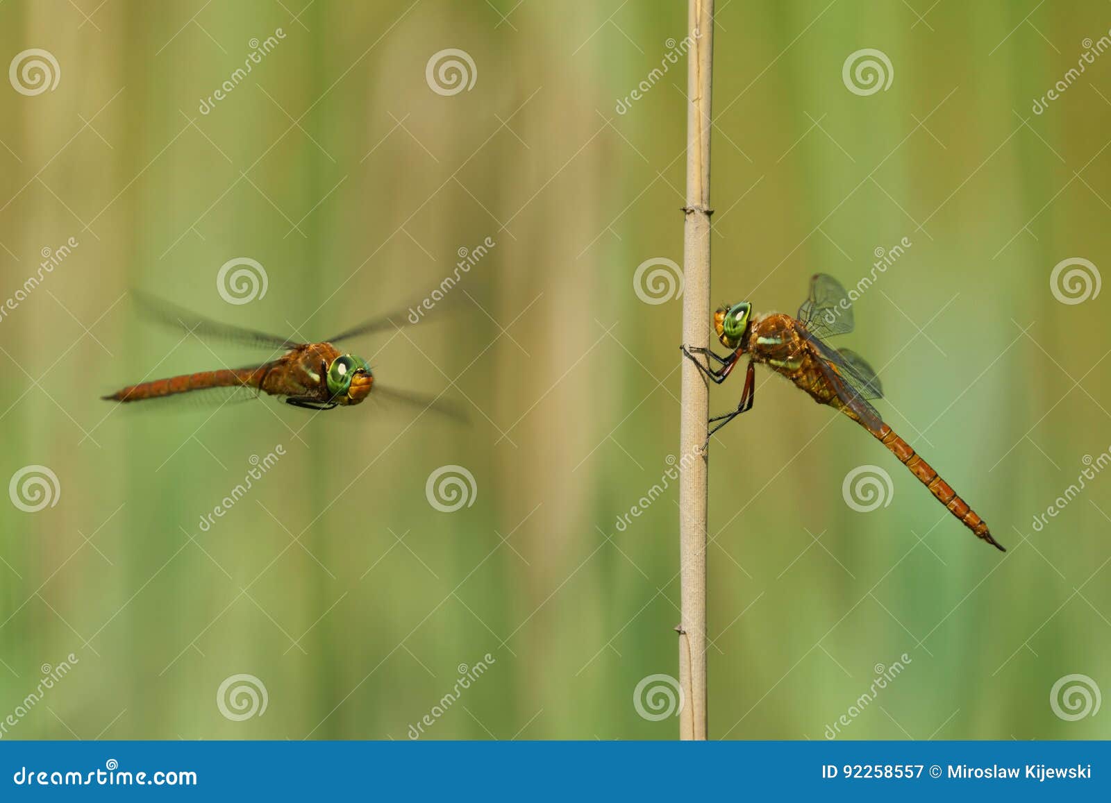 Dragonflies, One Sitting on a Reed, and the Other on the Fly Stock ...