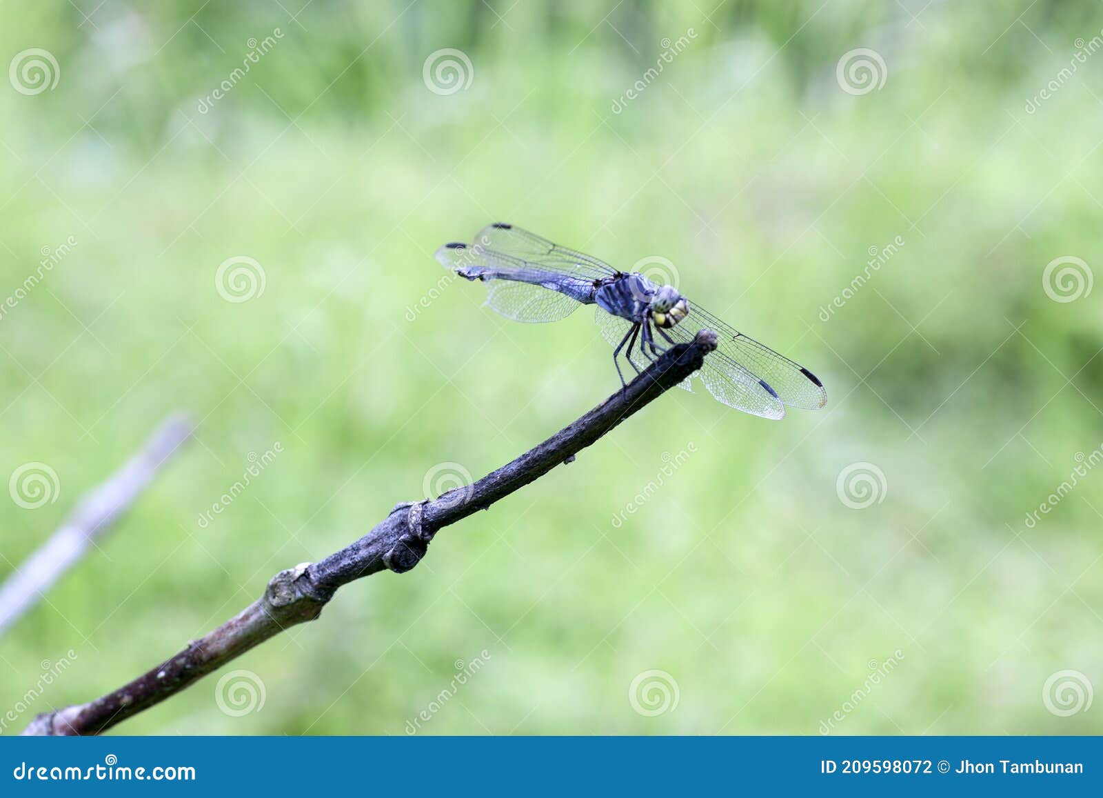 Dragonflies Perch on a Branch Stock Photo - Image of damselfly, branch ...
