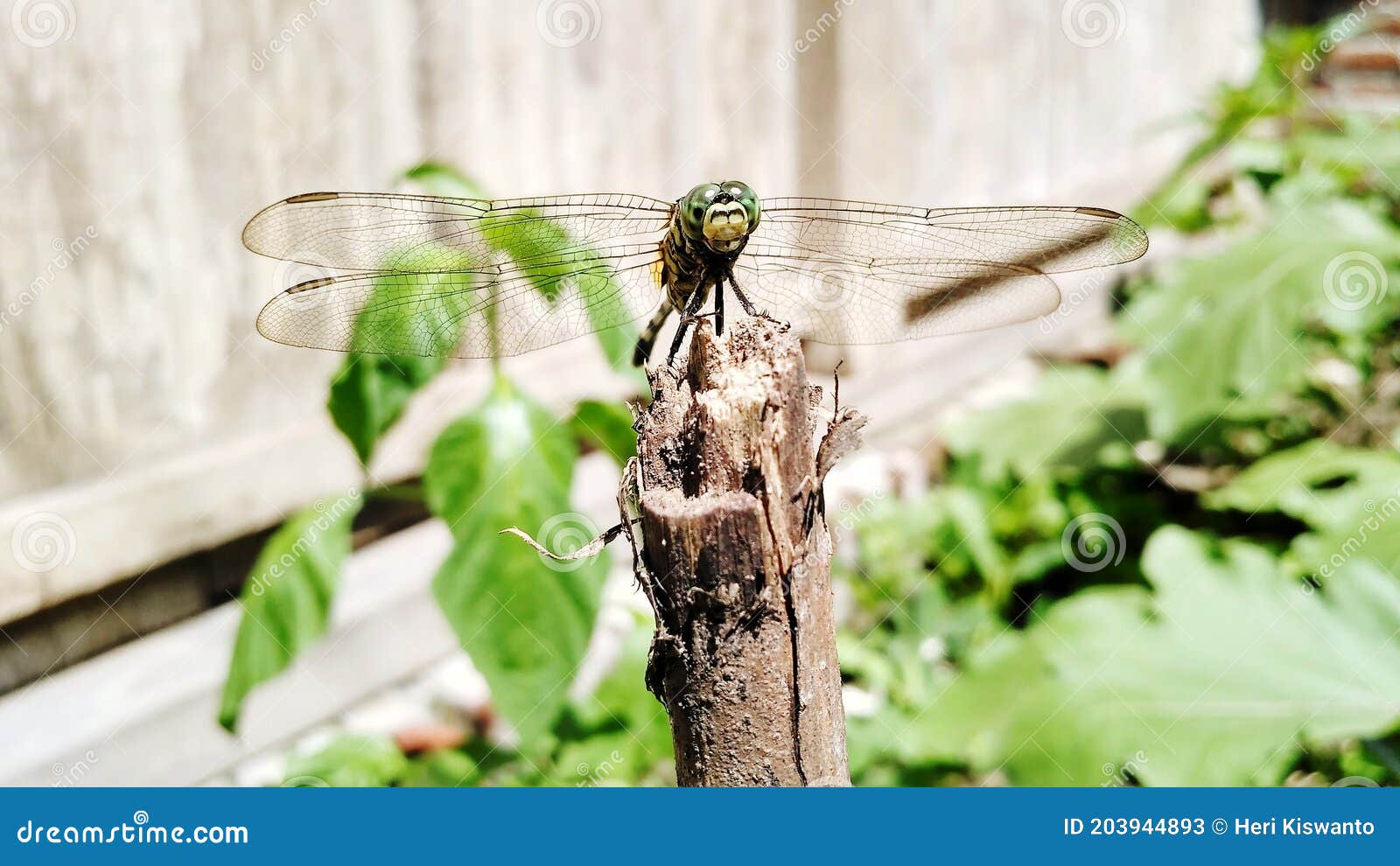Dragonflies Perch during the Day Stock Image - Image of twig, wildlife ...