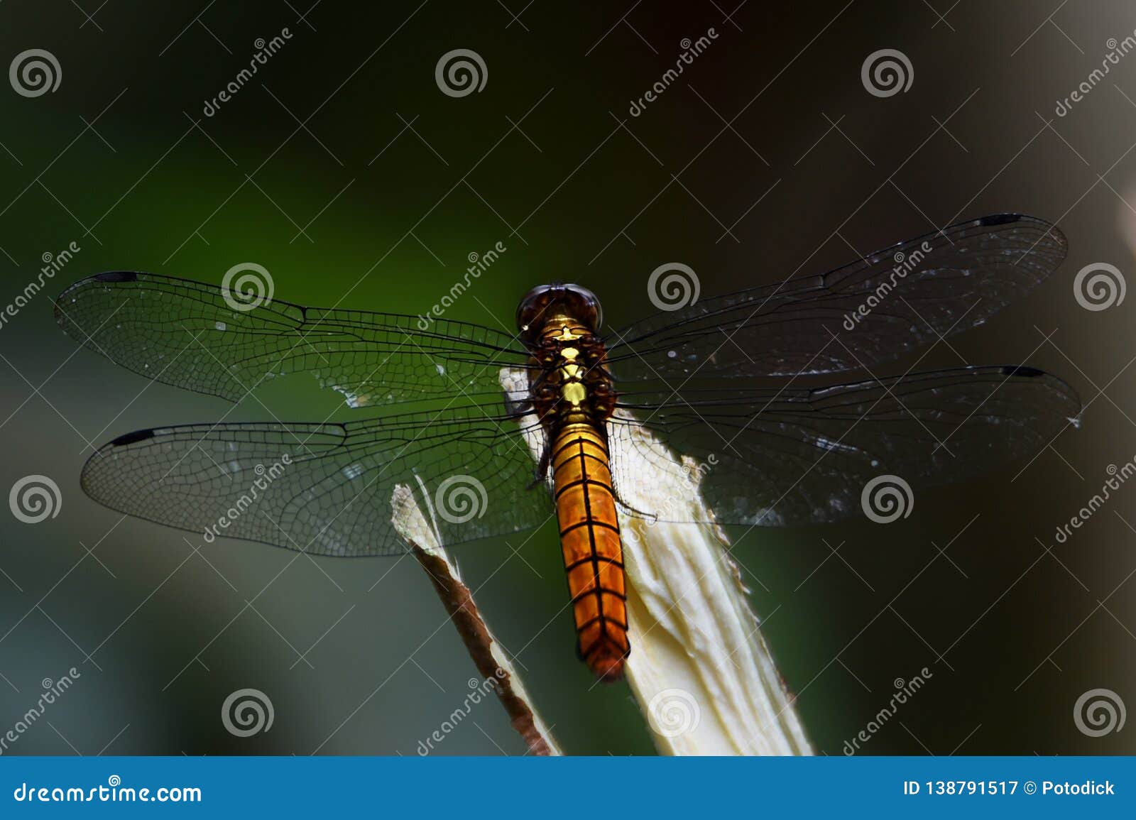 Dragonflies Perch on Tree Branches Stock Image - Image of flora, flower ...