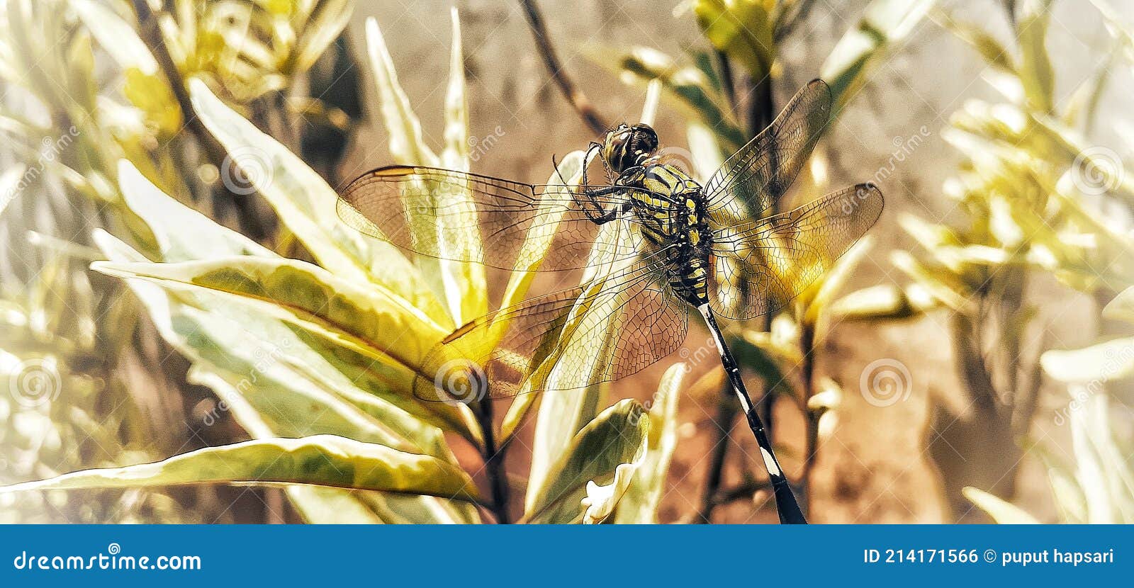 Dragonflies Perching on the Leaves Stock Photo - Image of garden ...
