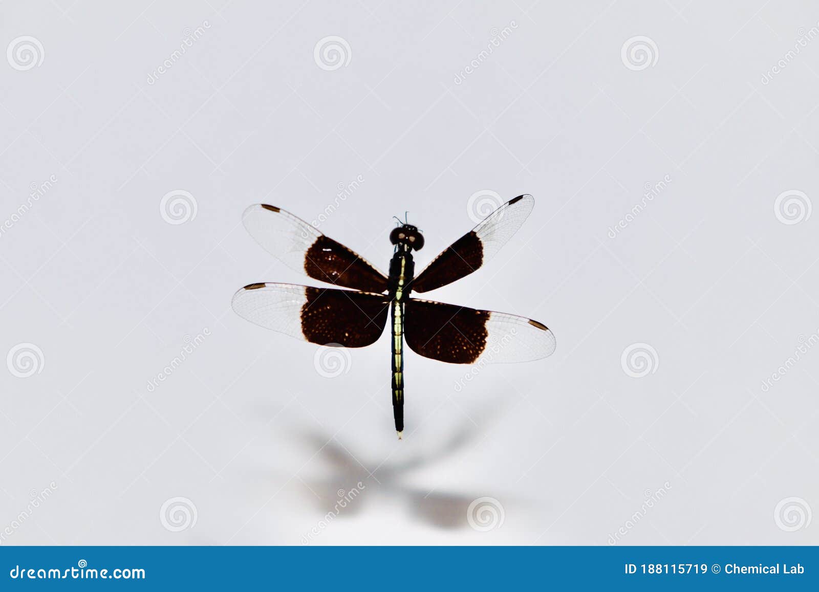 Dragonflies and shadows stock image. Image of dragonfly - 188115719