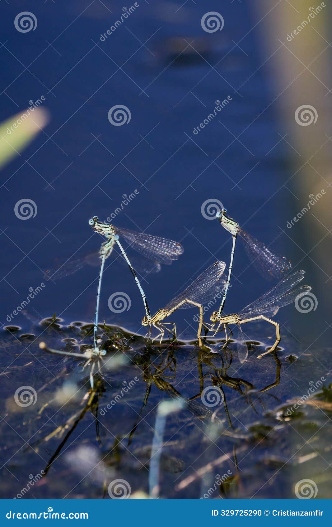 Dragonflies on the Surface of a Water Stock Photo - Image of macro ...