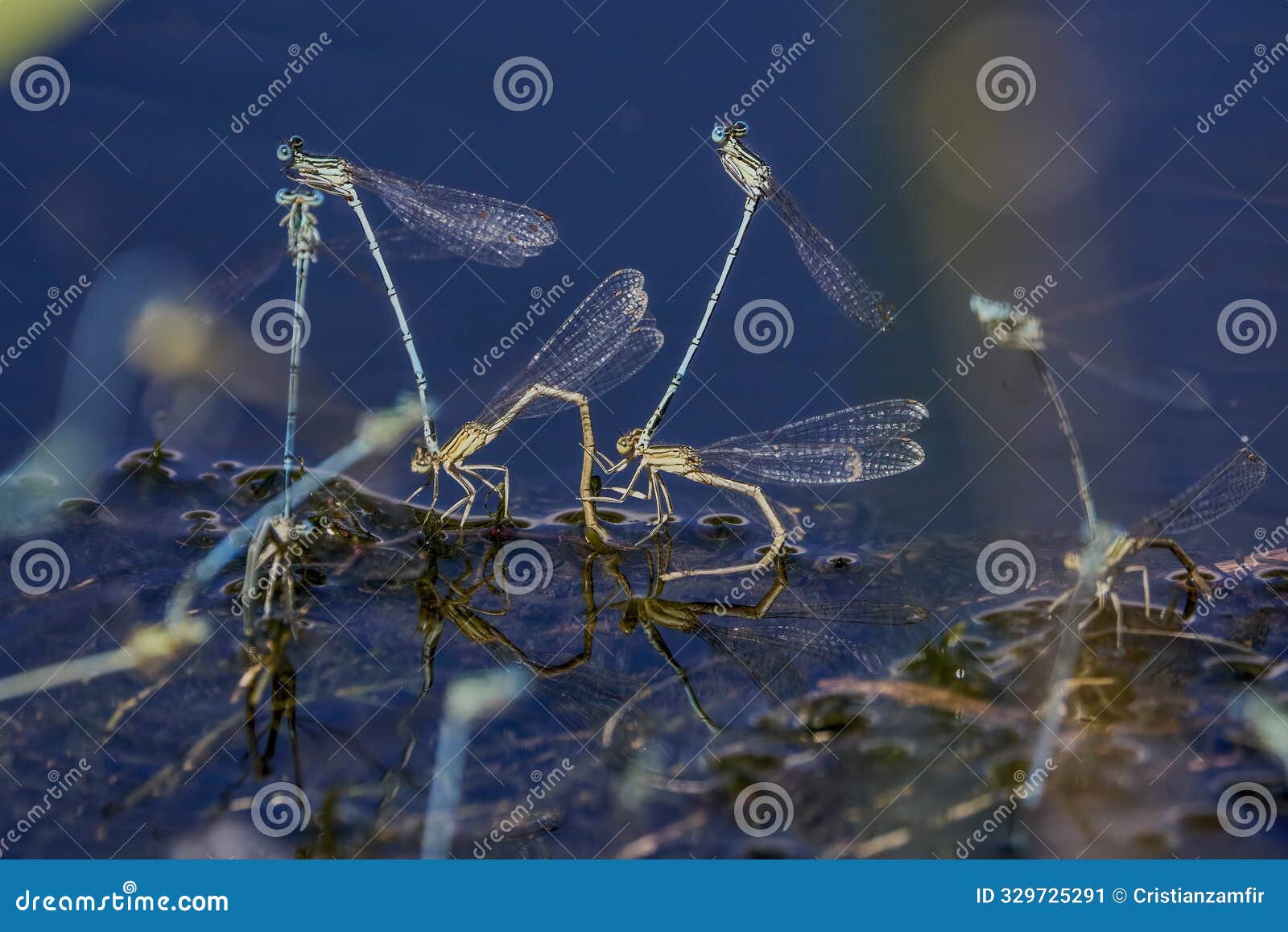 Dragonflies on the Surface of a Water Stock Image - Image of mating ...