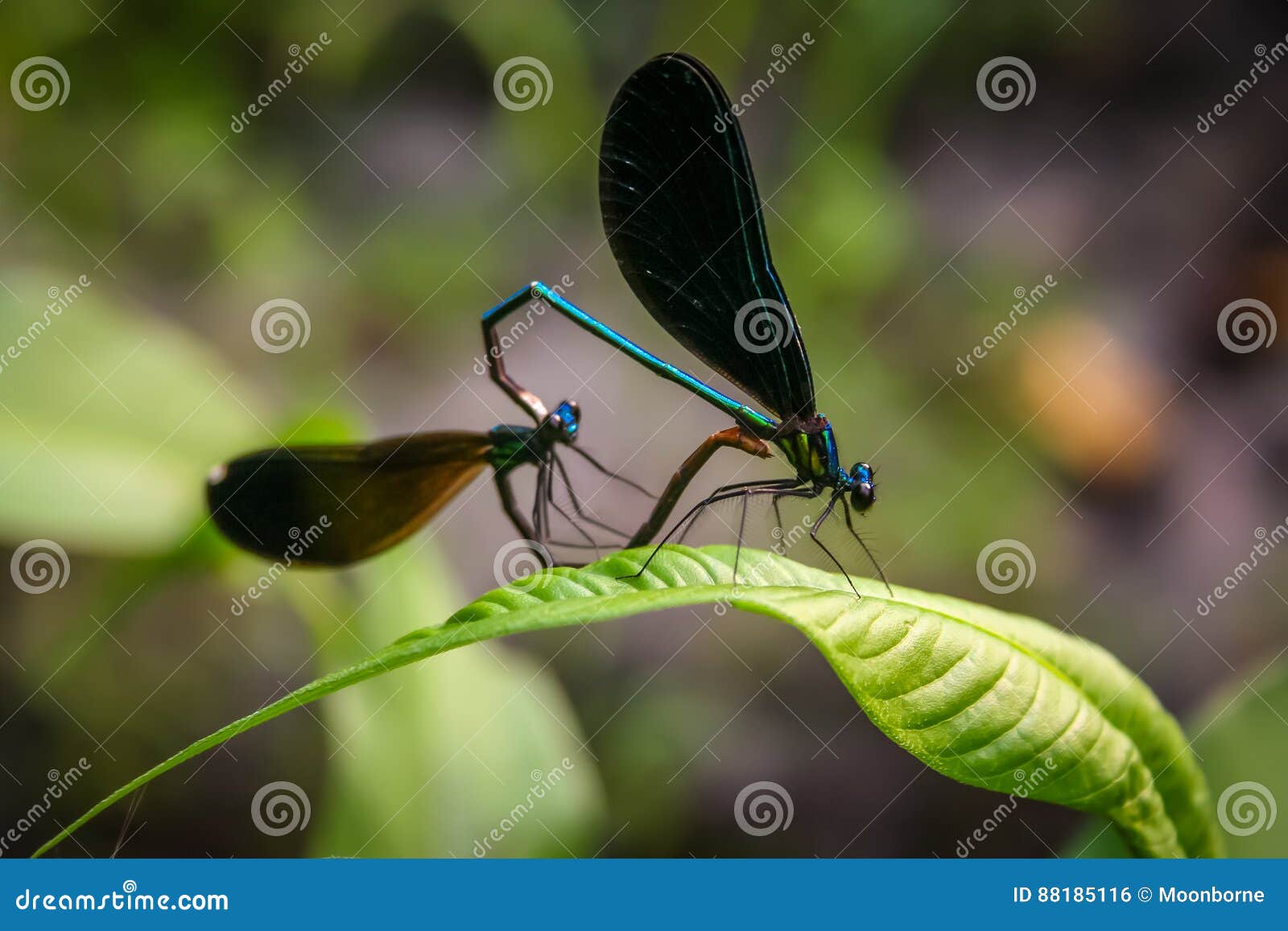Dragonflies stock photo. Image of heart, animal, environment - 88185116