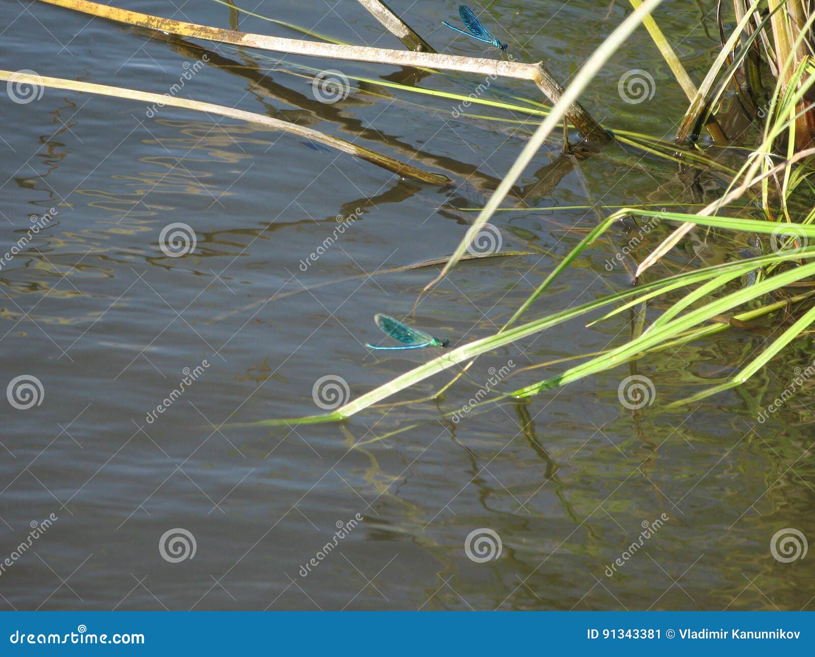 Dragonflies stock image. Image of pond, dragonfly, river - 91343381