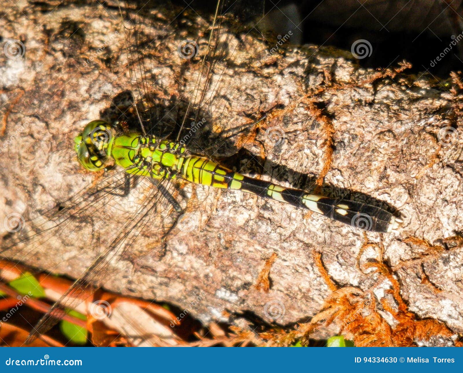 Dragonflly stock photo. Image of dragonflly, macro, nature - 94334630