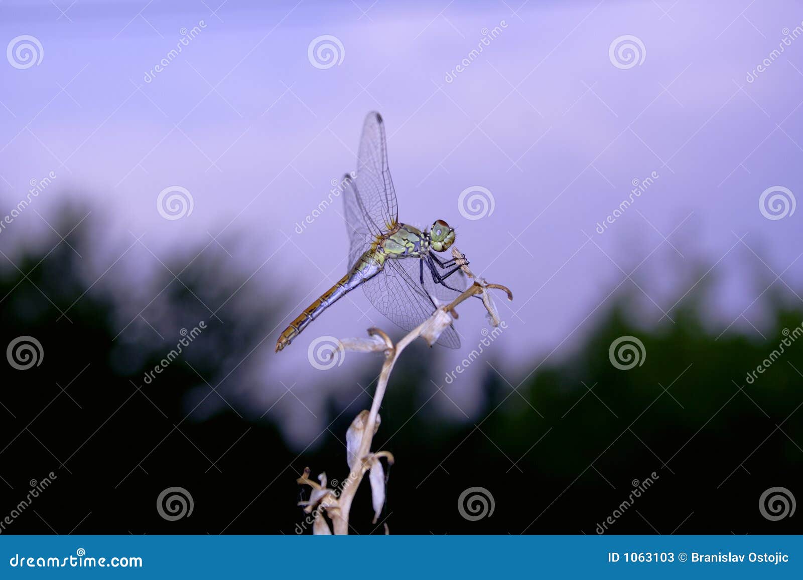 Dragonfly stock image. Image of hover, creature, nature - 1063103