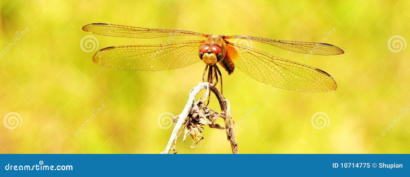 Dragonfly stock image. Image of close, jaws, tree, span - 10714775