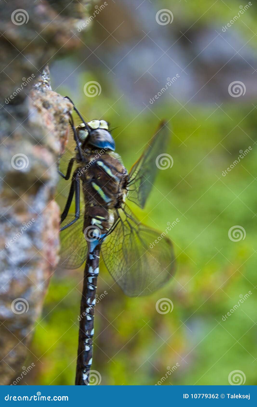 Dragonfly stock photo. Image of granite, dragonfly, insect - 10779362