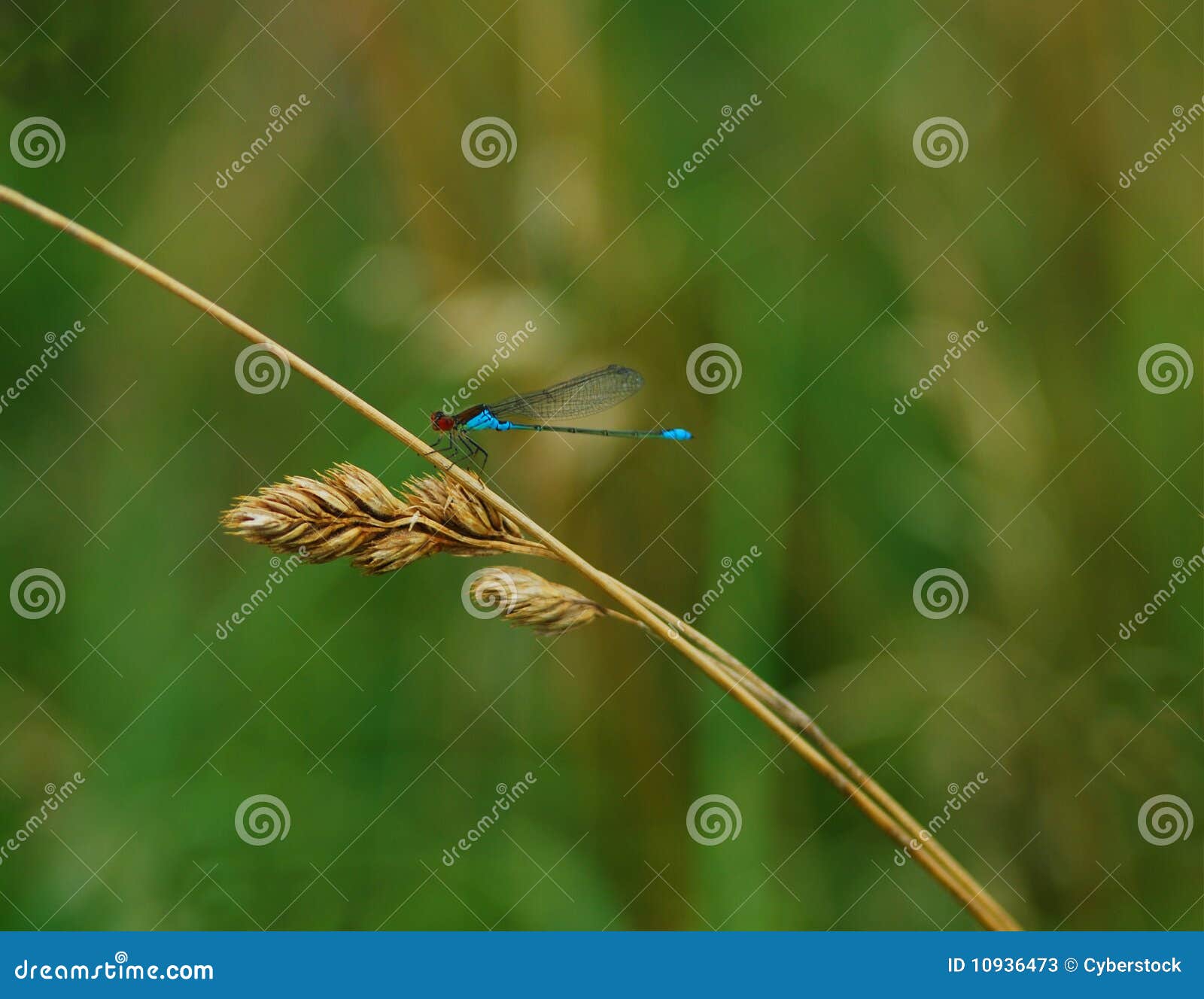 Dragonfly stock image. Image of spring, plant, season - 10936473