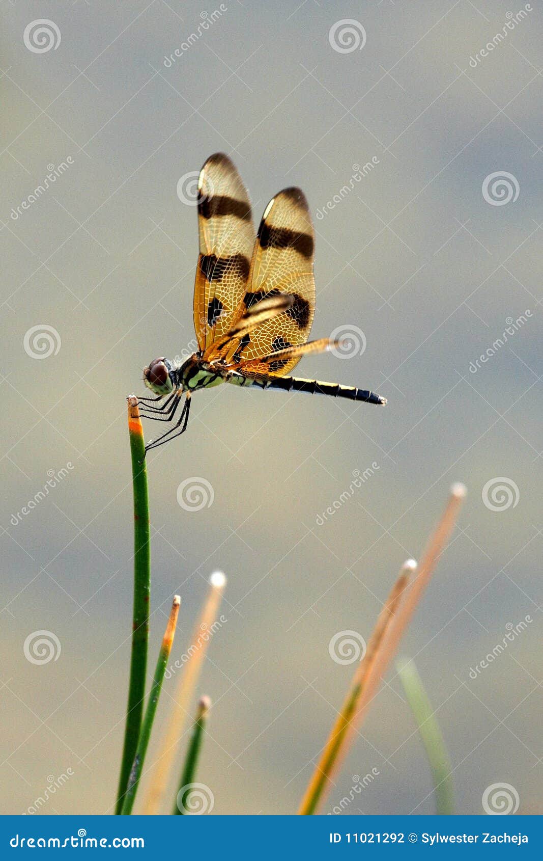 Dragonfly stock photo. Image of national, marsh, insect - 11021292