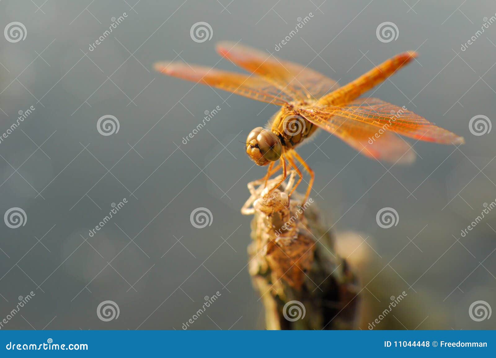 Dragonfly stock photo. Image of legs, closeup, marsh - 11044448
