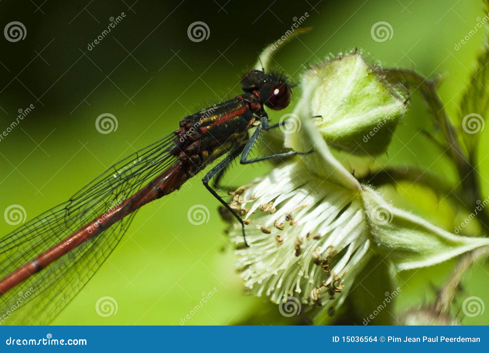 Dragonfly stock photo. Image of gathering, macro, insect - 15036564