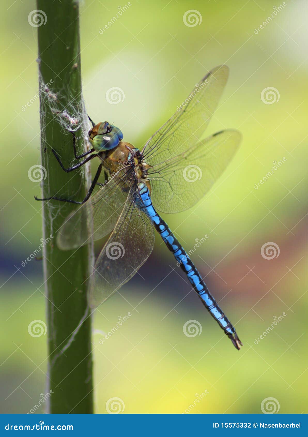 Dragonfly stock photo. Image of nature, emperor, beautiful - 15575332