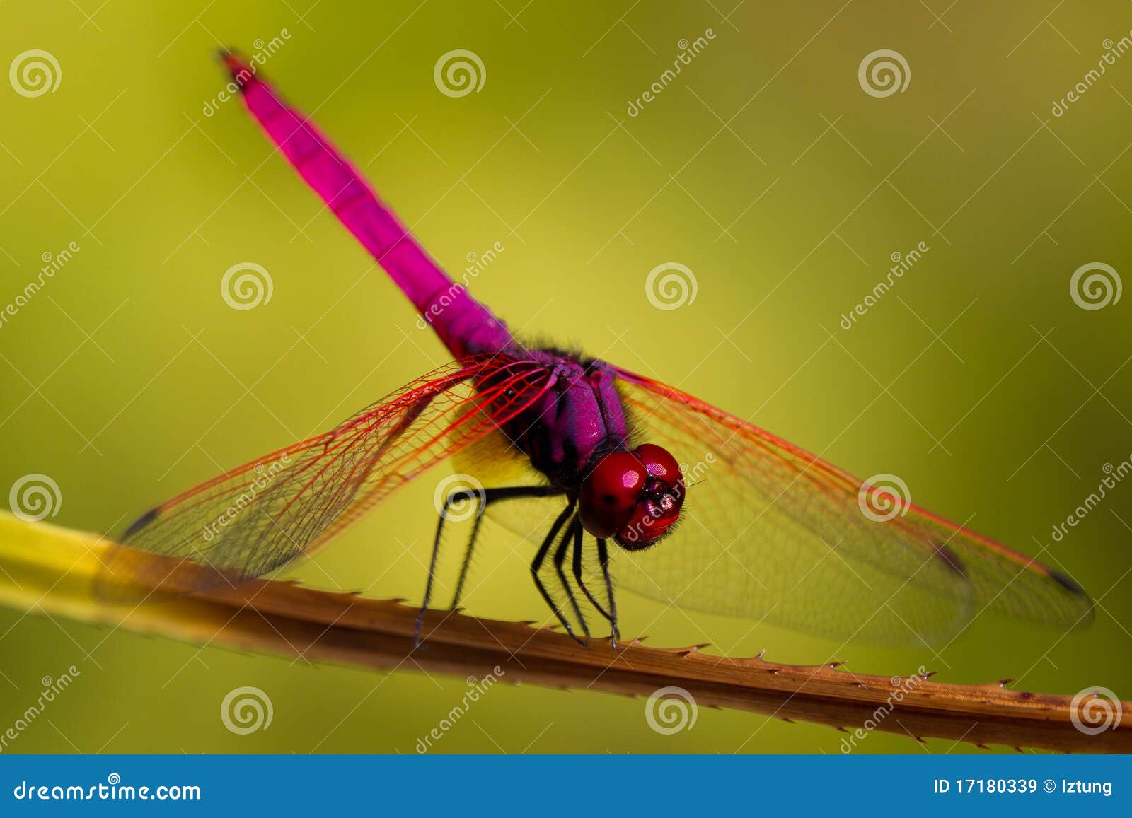 Dragonfly stock image. Image of magenta, wings, green - 17180339