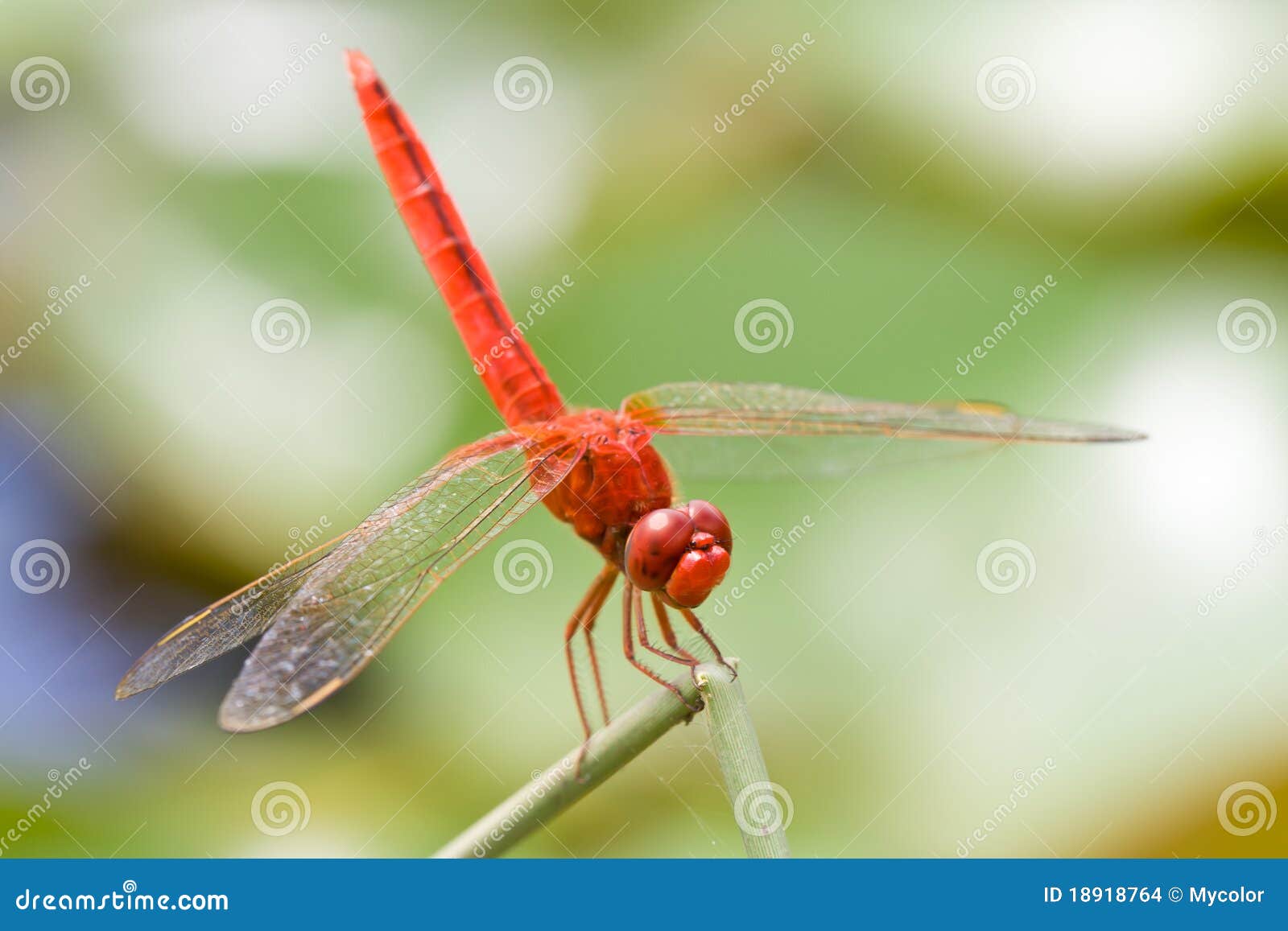 Dragonfly stock photo. Image of legs, plant, animal, nature - 18918764