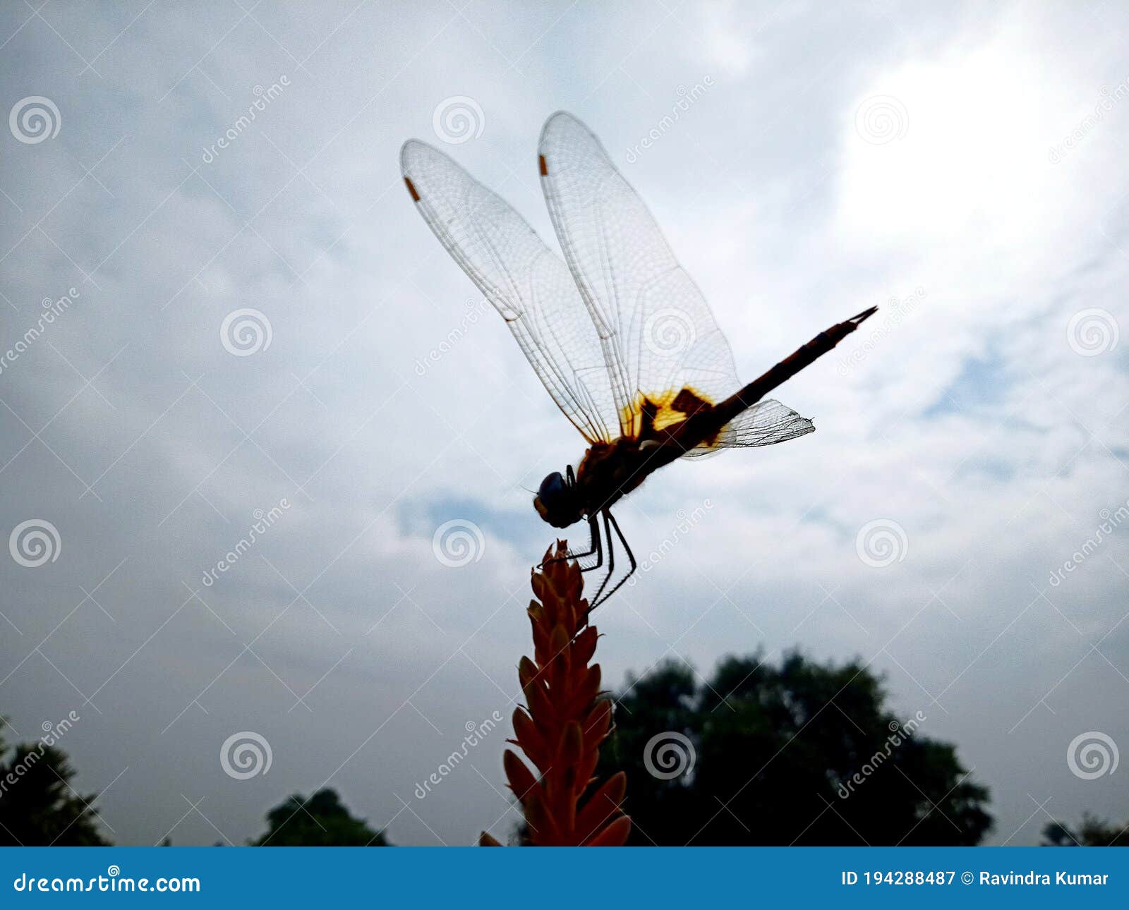 Snap of a Dragonfly stock image. Image of wildlife, life - 194288487
