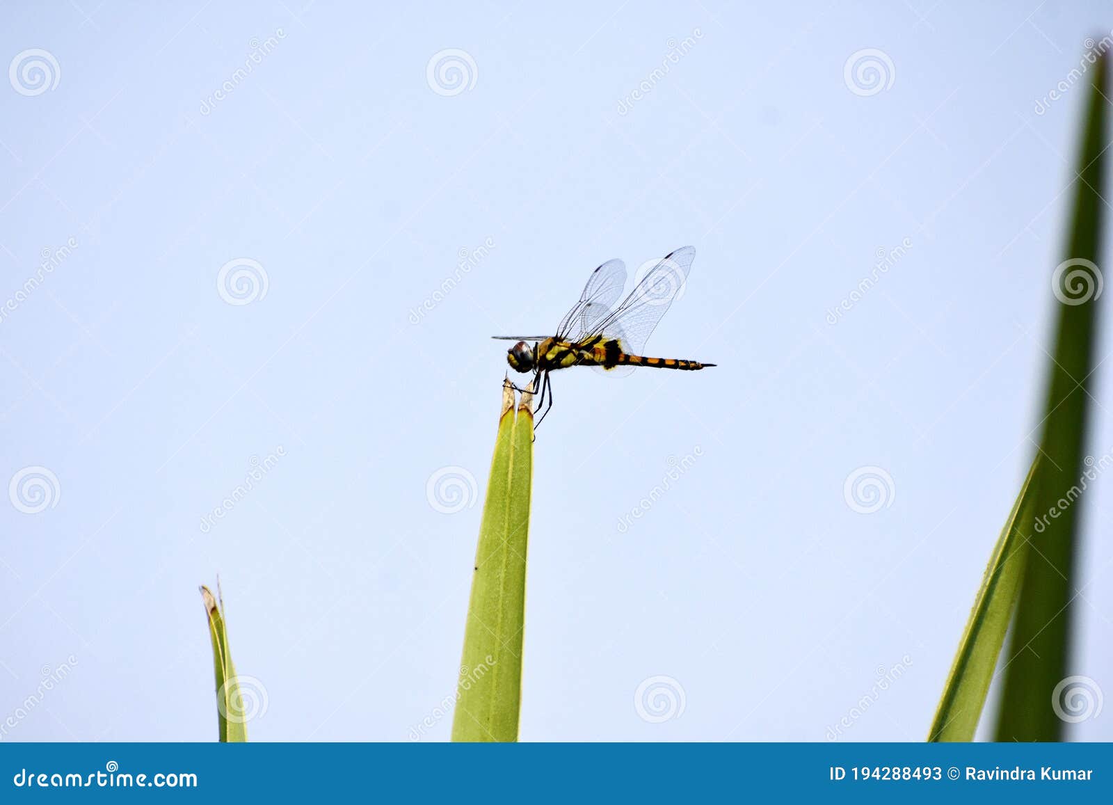 Snap of a Dragonfly stock image. Image of buzz, nature - 194288493